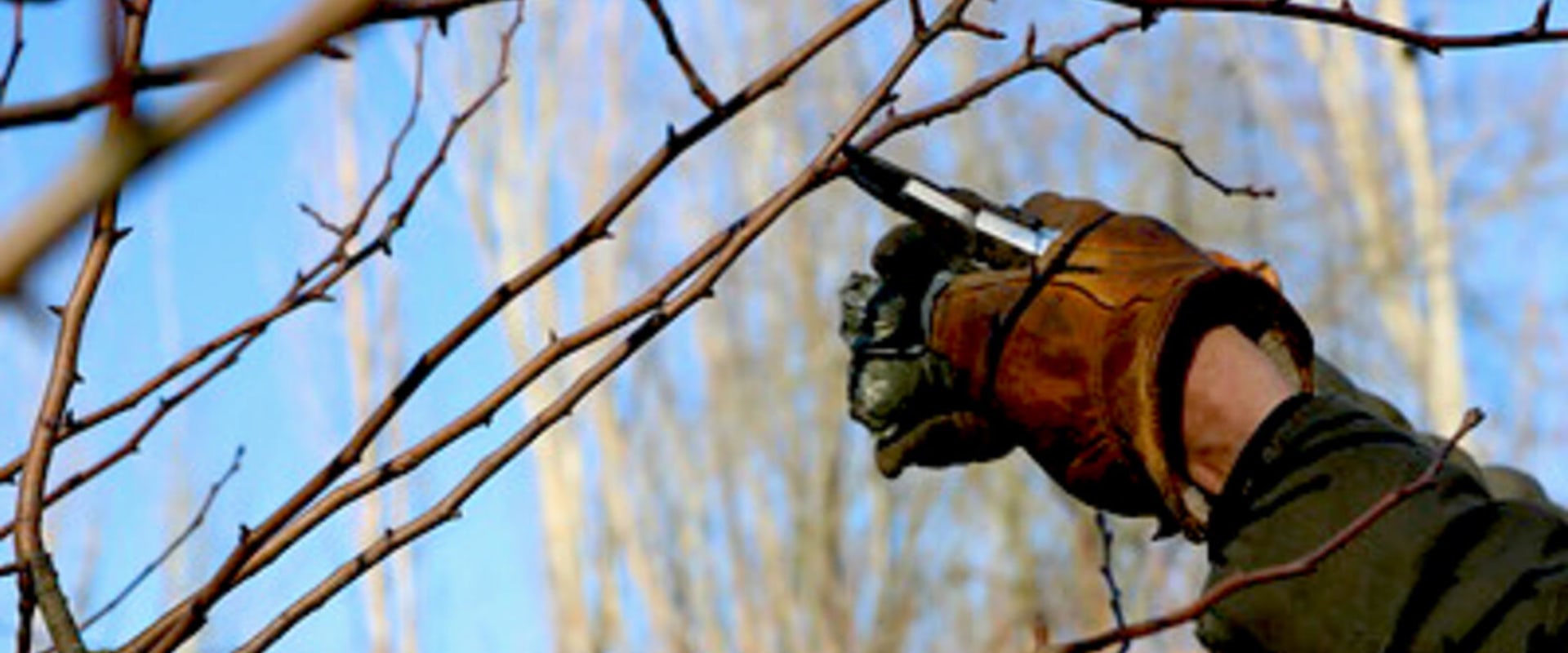 Tree Trimming 101: How To Choose The Right Tree Service In Portland